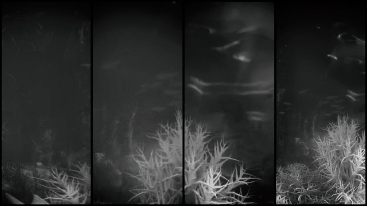 Julian-Patrick Burmeister - The Shark