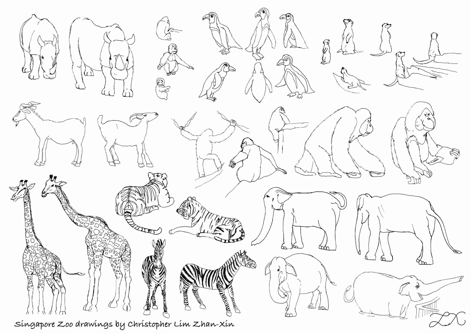 ArtStation - Animal Sketches: Art Collection Editions