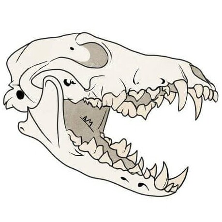 skull wolf drawing base