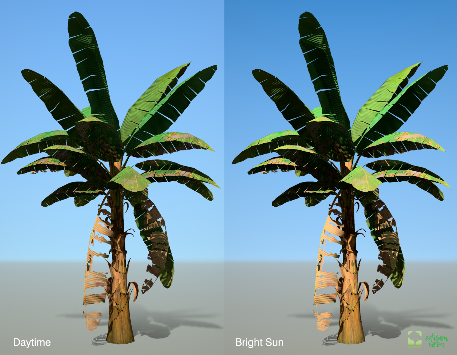 Edison - Banana Tree (Genus Musa) Creation from Substance Designer to ...