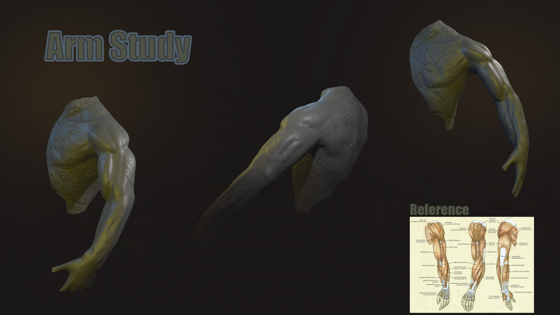 ArtStation - Arm Study Sculpt