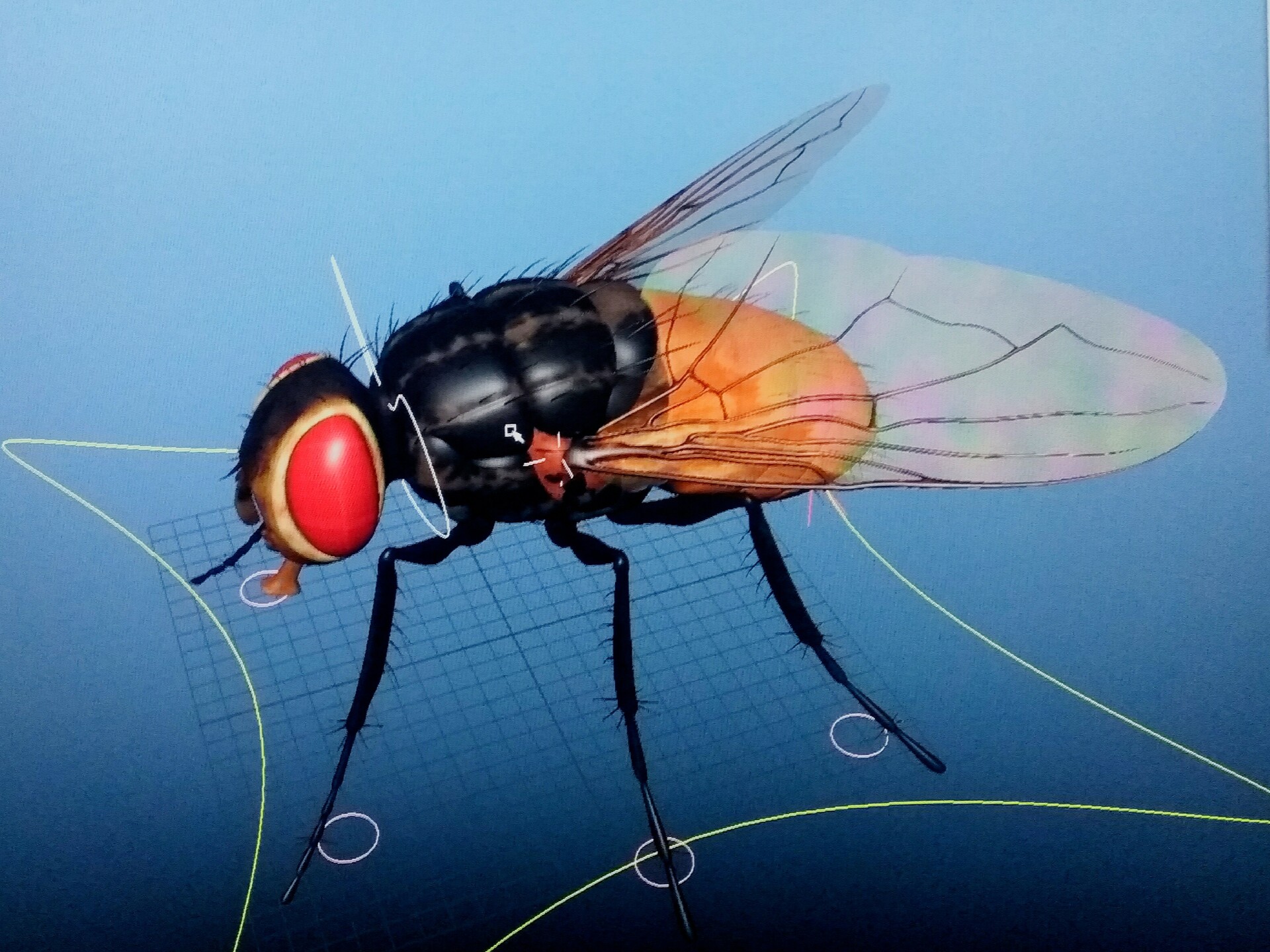 ArtStation - House Fly