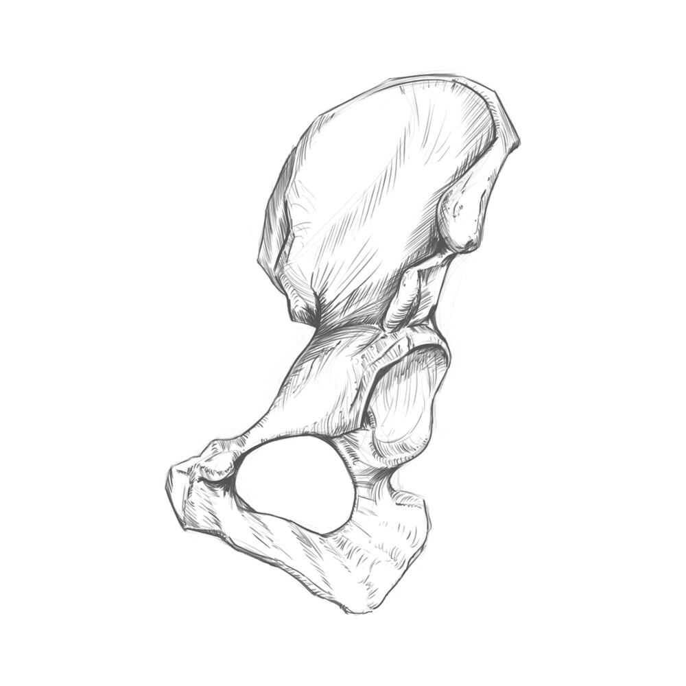 ArtStation - Hip bone quick sketch and time-lapse video x64.