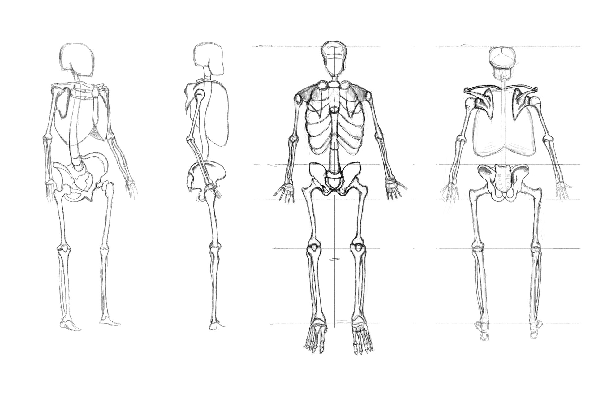 ArtStation - Human anatomy