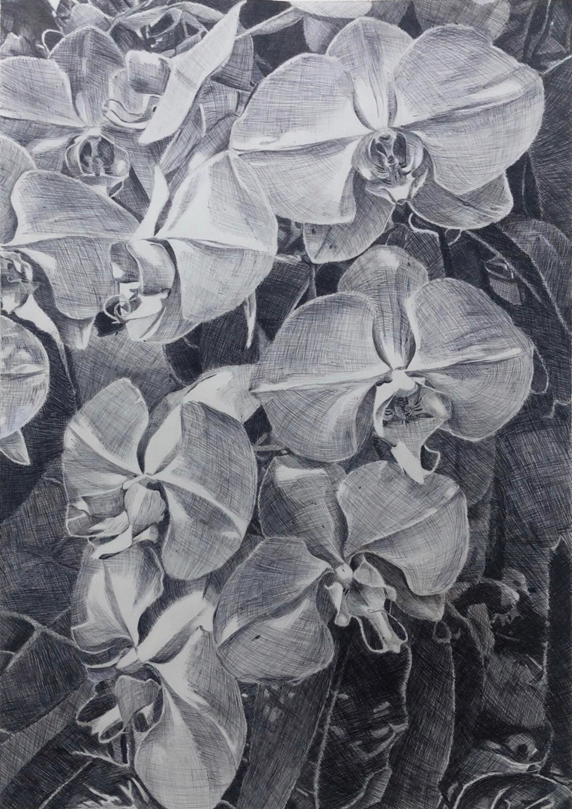 ArtStation - Orchids Pen and Ink Cross Hatching
