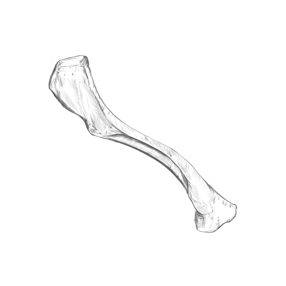 ArtStation - Clavicle quick sketch and time-lapse video.