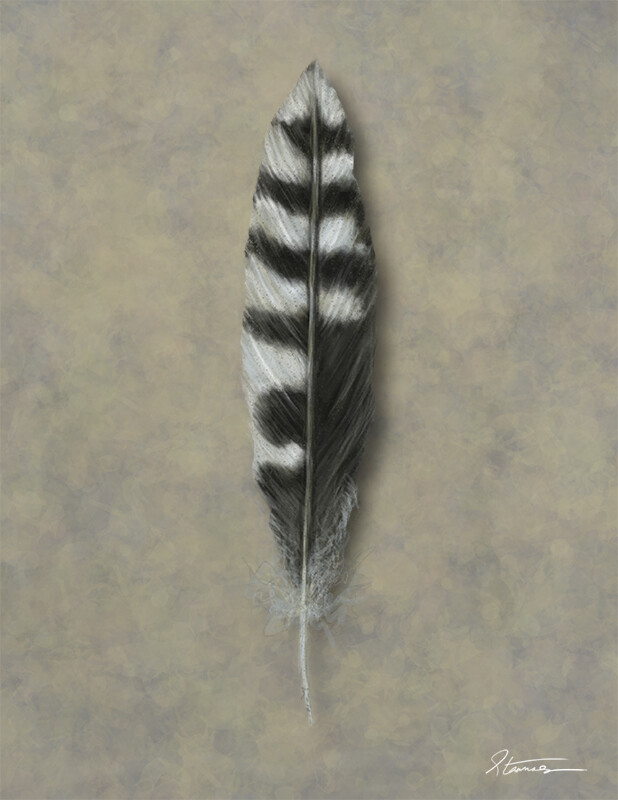 ArtStation - Ladder-backed Woodpecker Feather