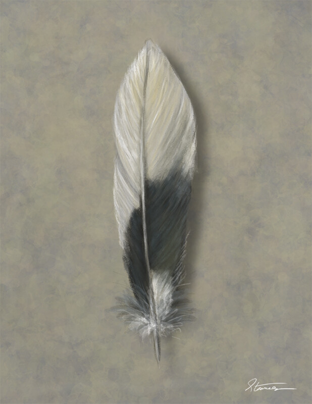 ArtStation - Downy Woodpecker Feather