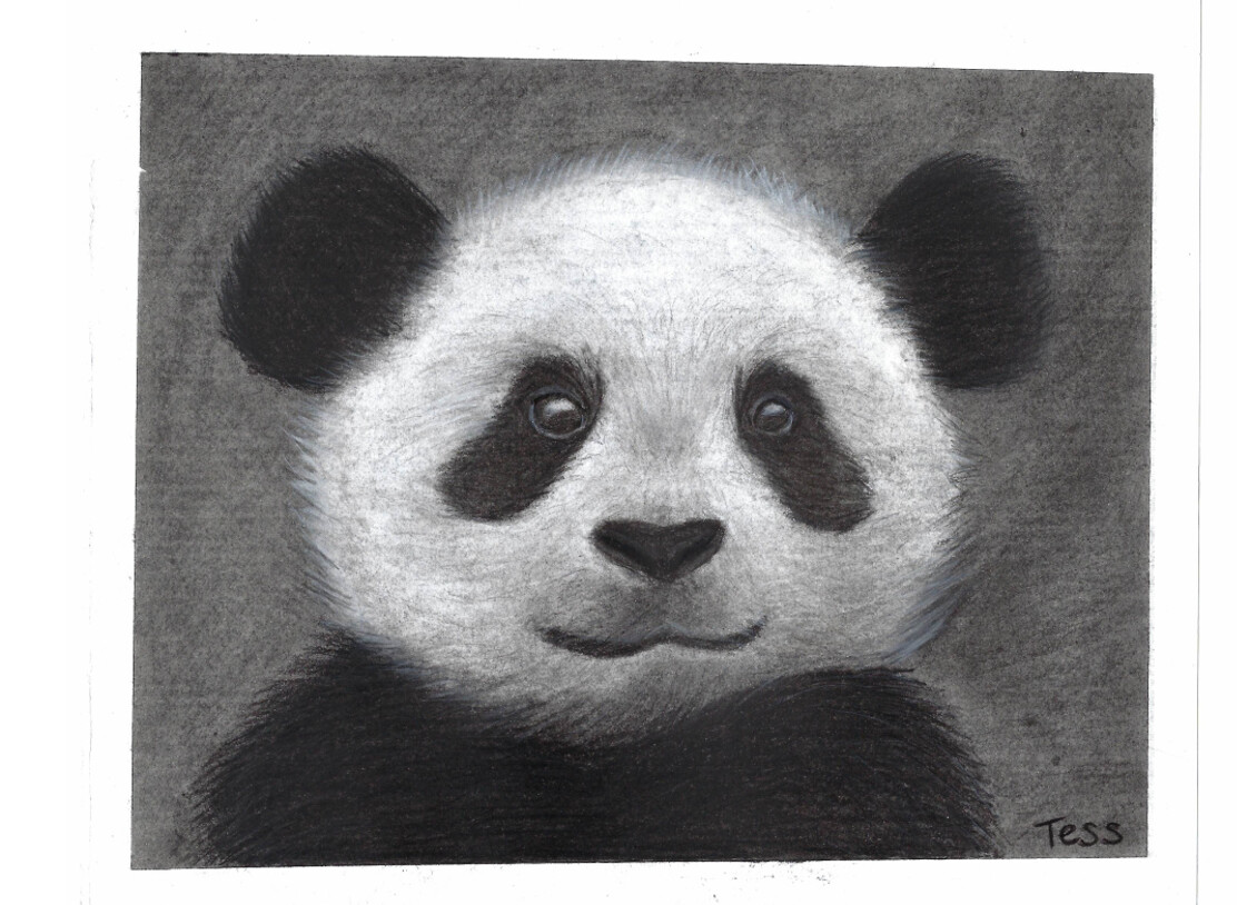 How To Draw A Realistic Panda Step By Step