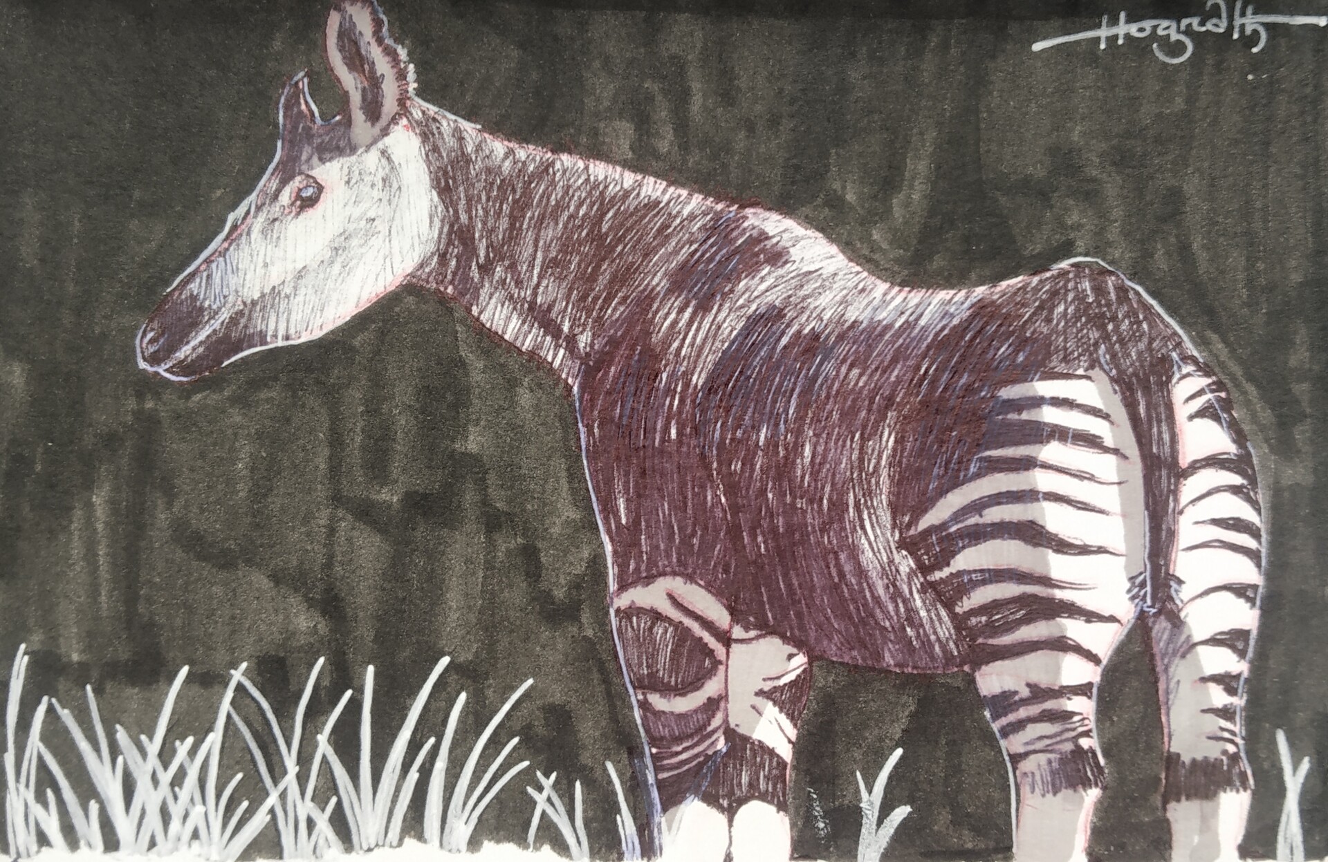 ArtStation - World Okapi Day