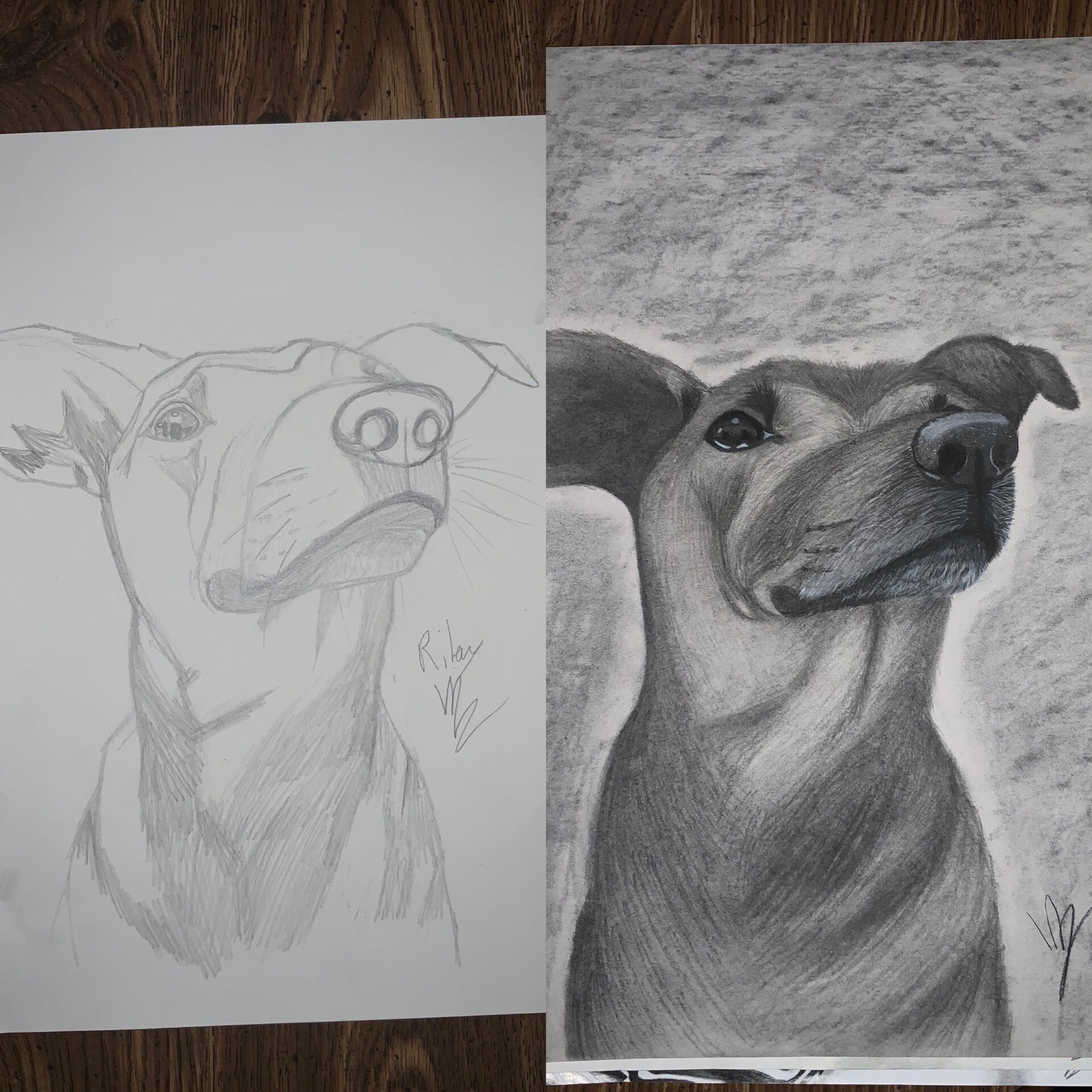 ArtStation - Dog portrait