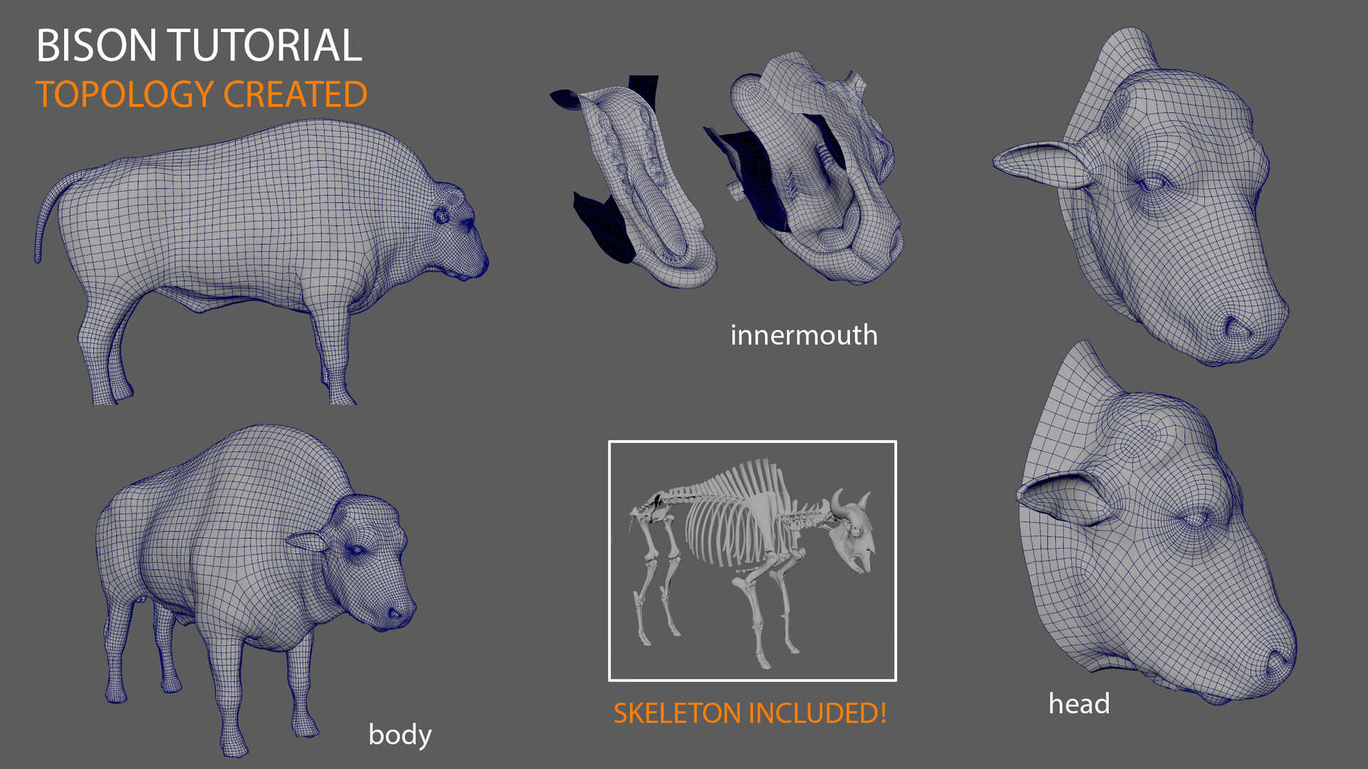 Nicolas MOREL - Bison Modeling Tutorial