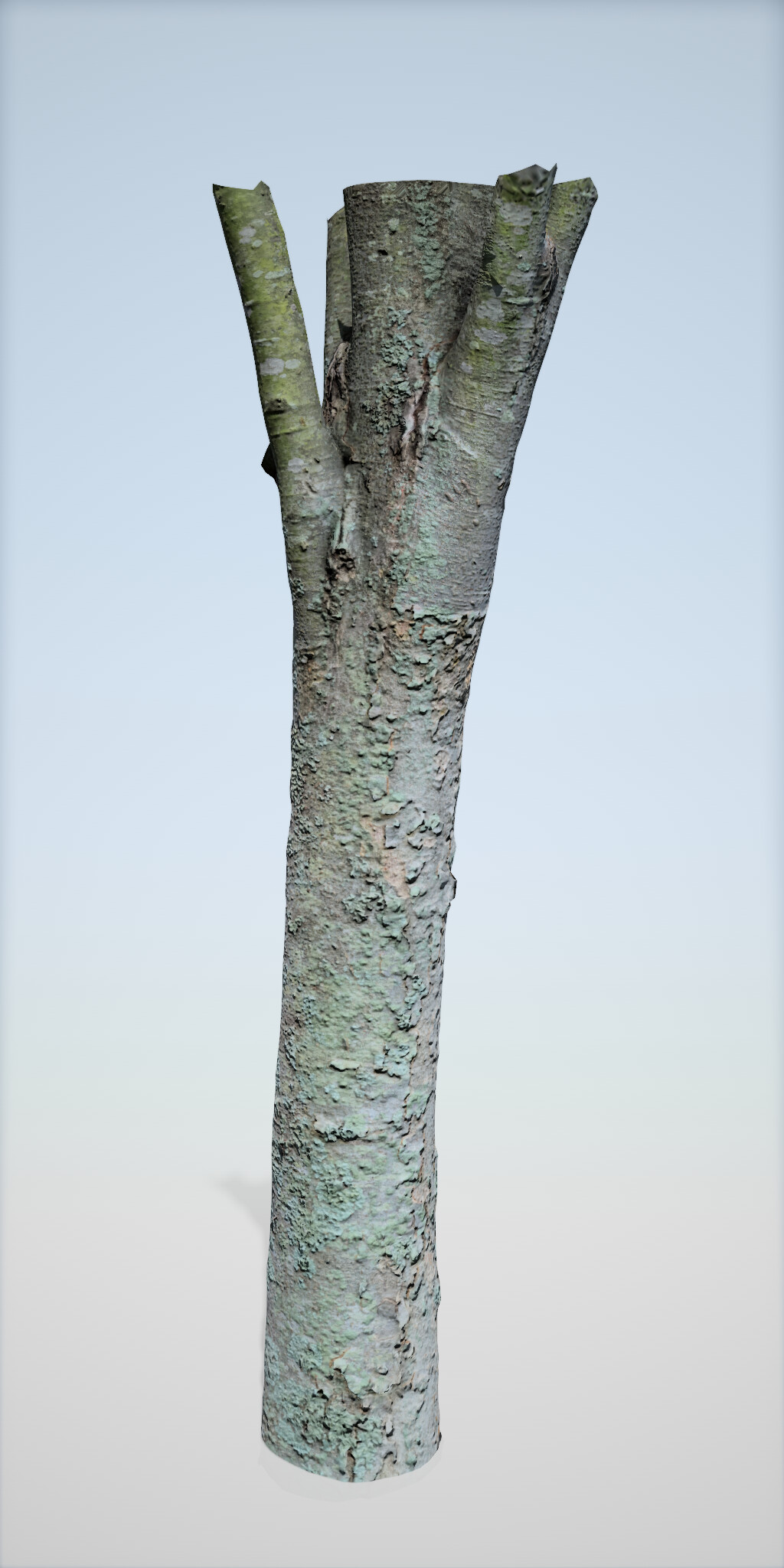 ArtStation - Chinese Elm Photogrammetry