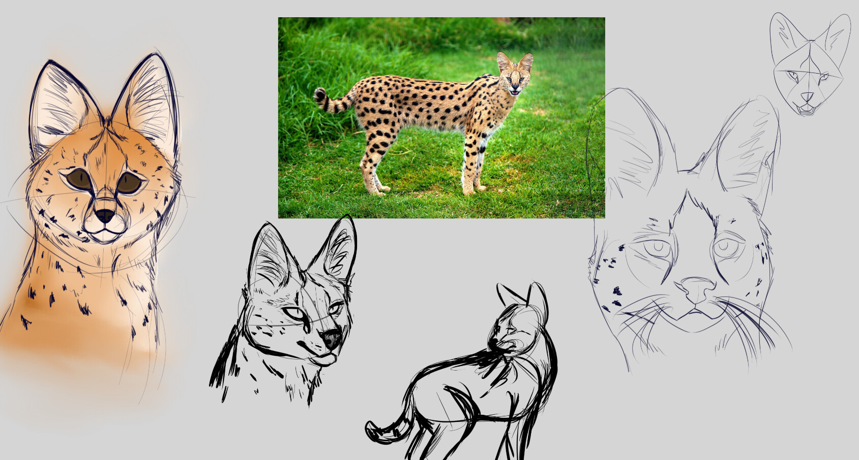ArtStation - Quick Serval studies