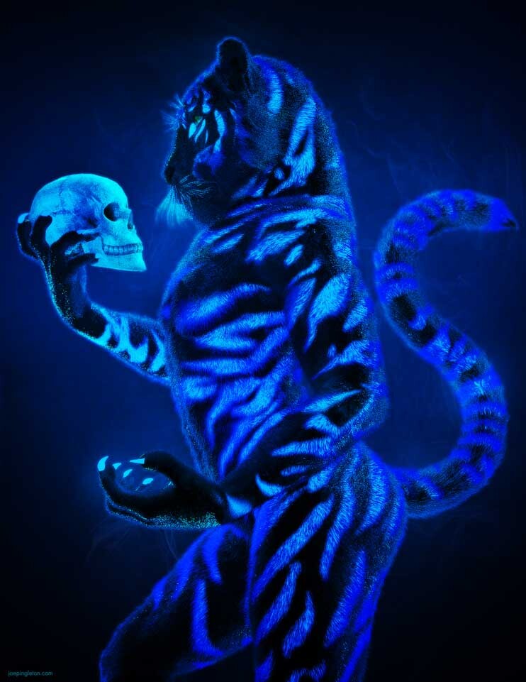 Joe Pingleton - Moon Shadow