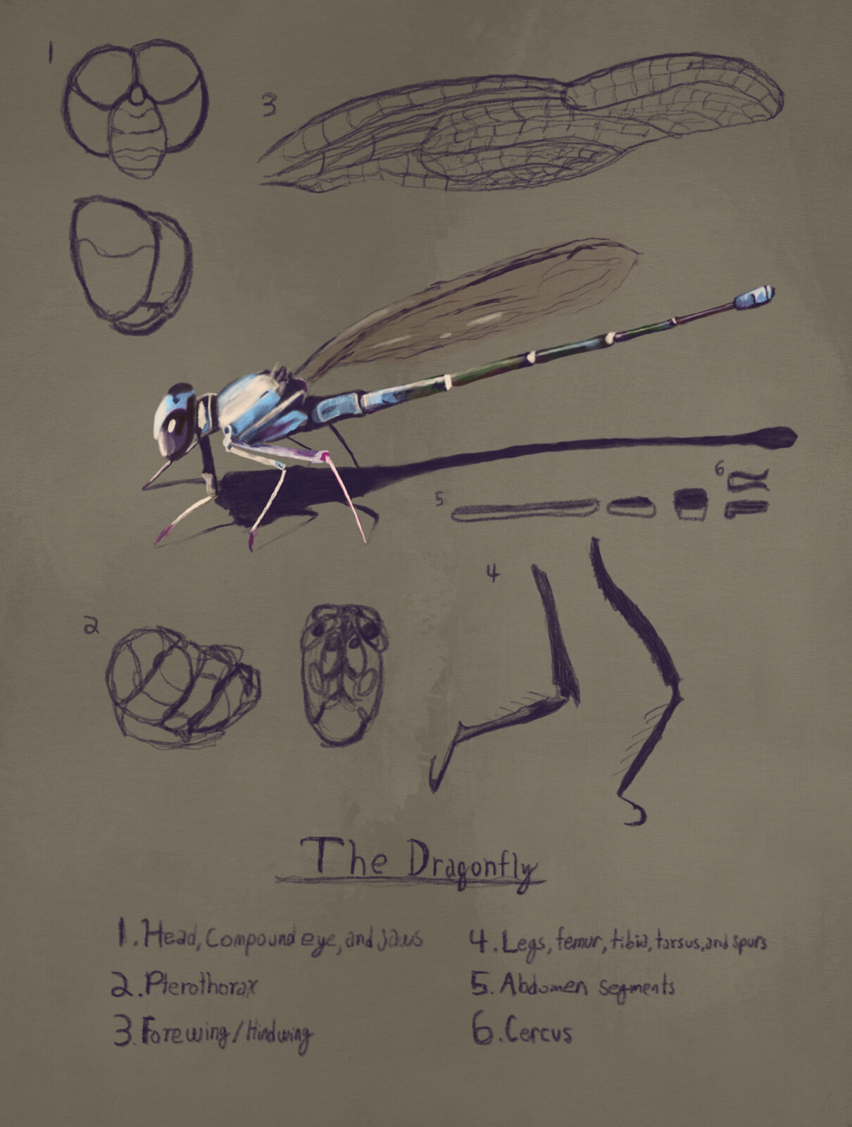 Mikey Boy Wonders - The Dragonfly