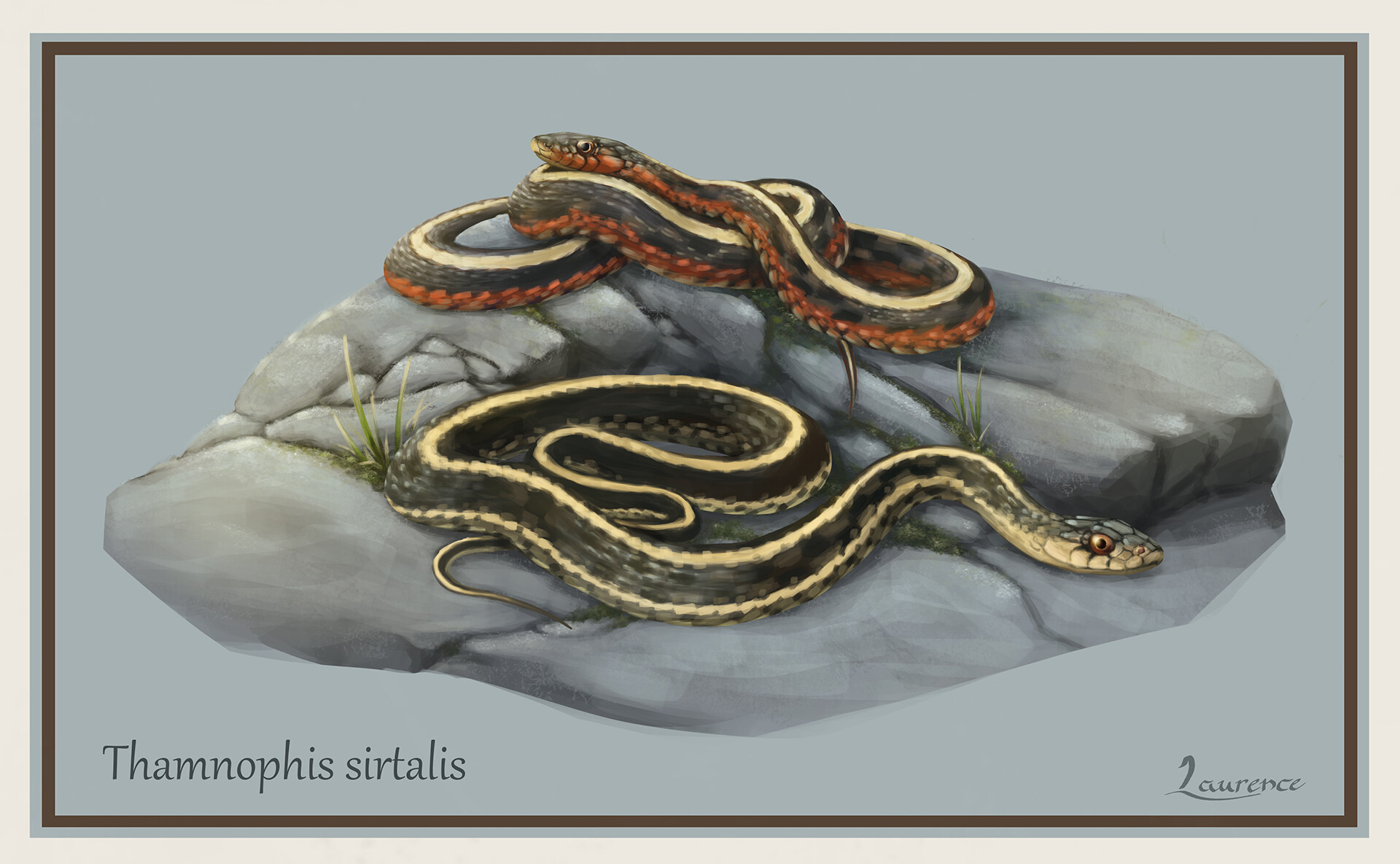 ArtStation - Garter snake