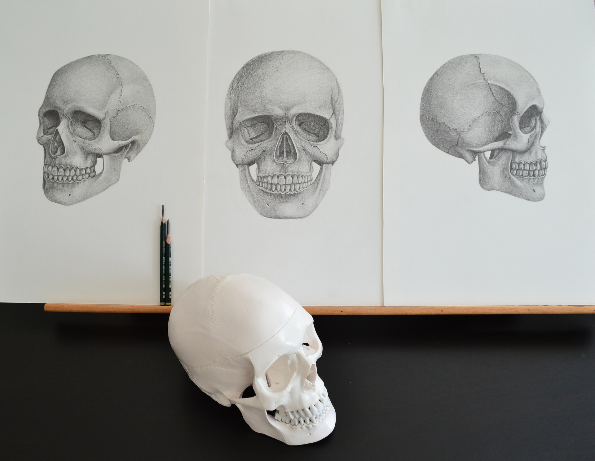 Egle RM - Classical Drawing -Human skull study, graphite pencil