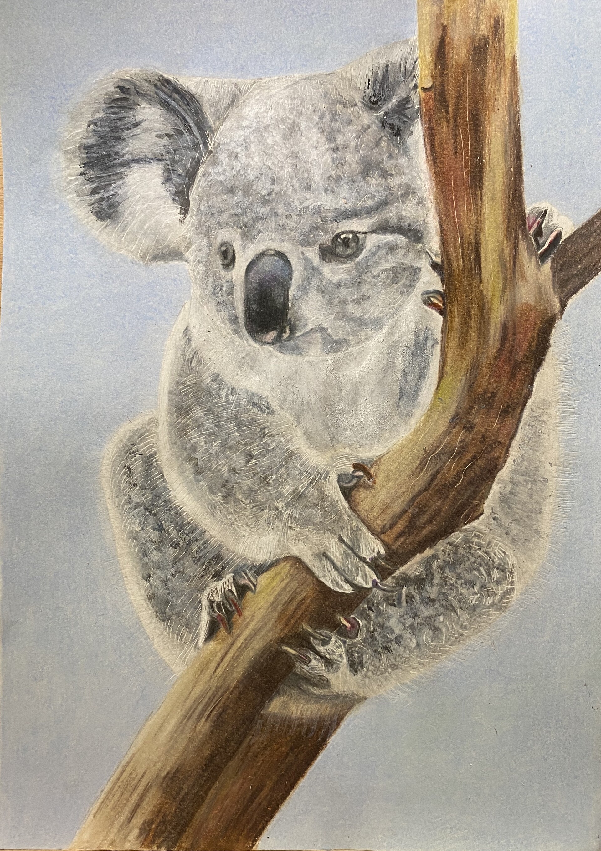 ArtStation - Koala up a Gumtree