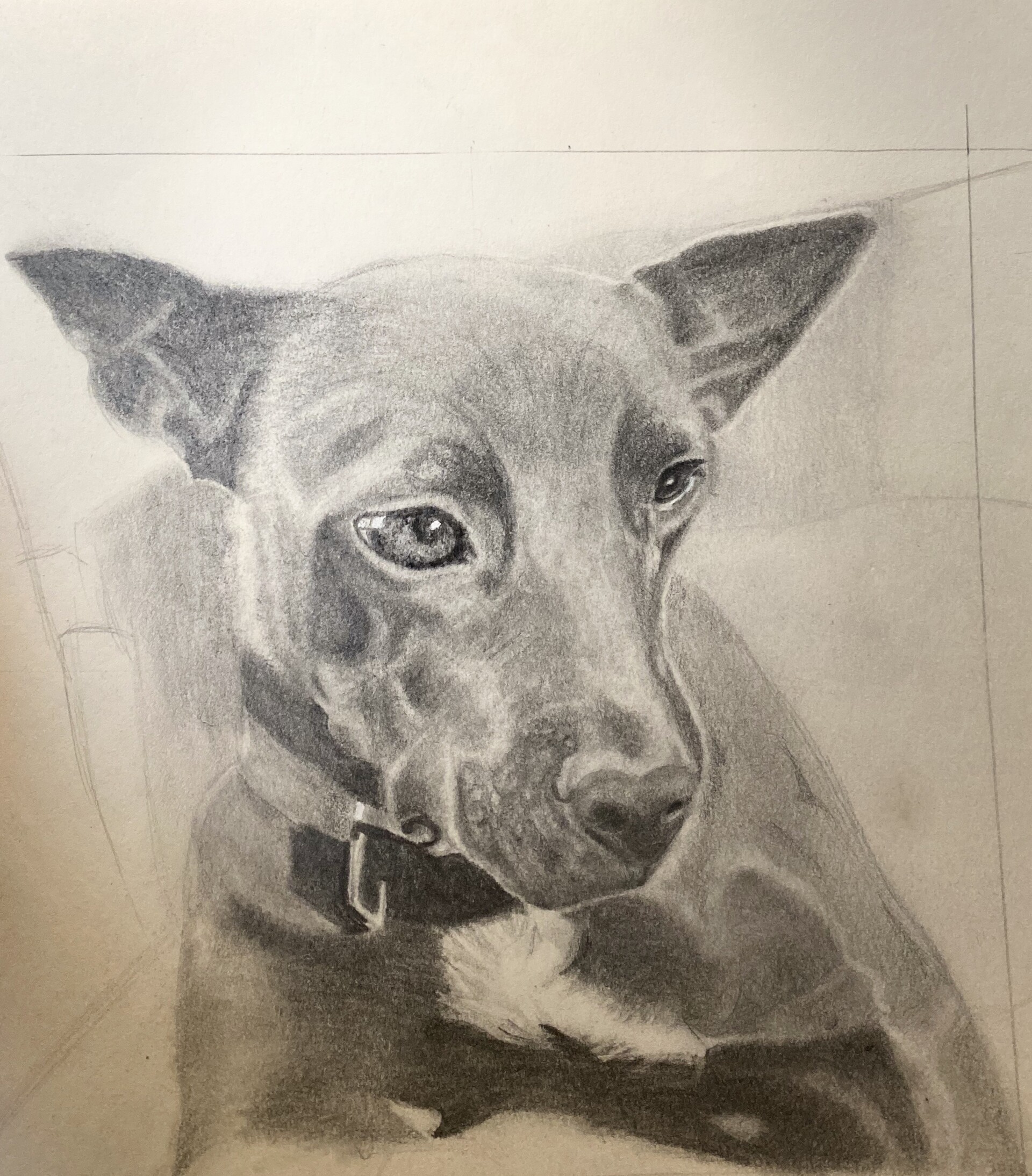 ArtStation - A study of Shadow (my dog)