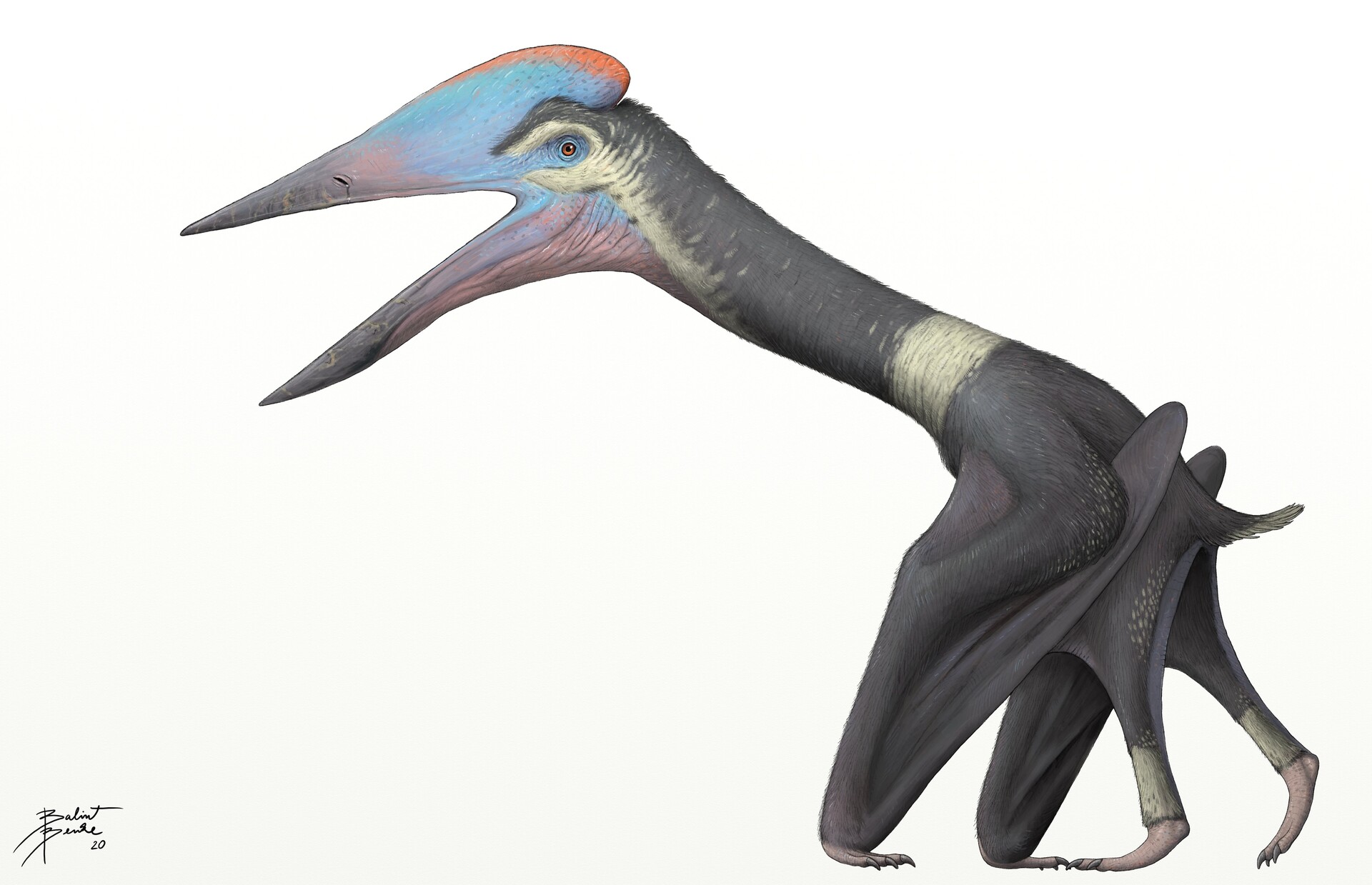 ArtStation - Pteros Eurazhdarcho