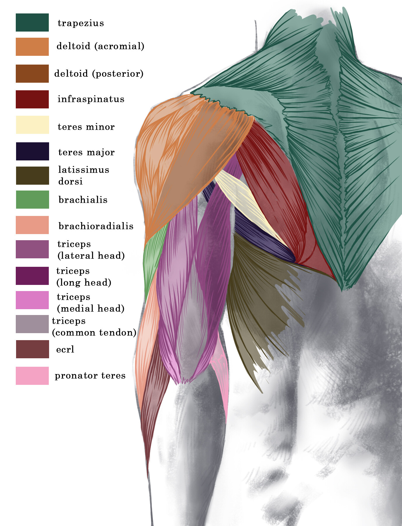 ArtStation - Arm Overlay