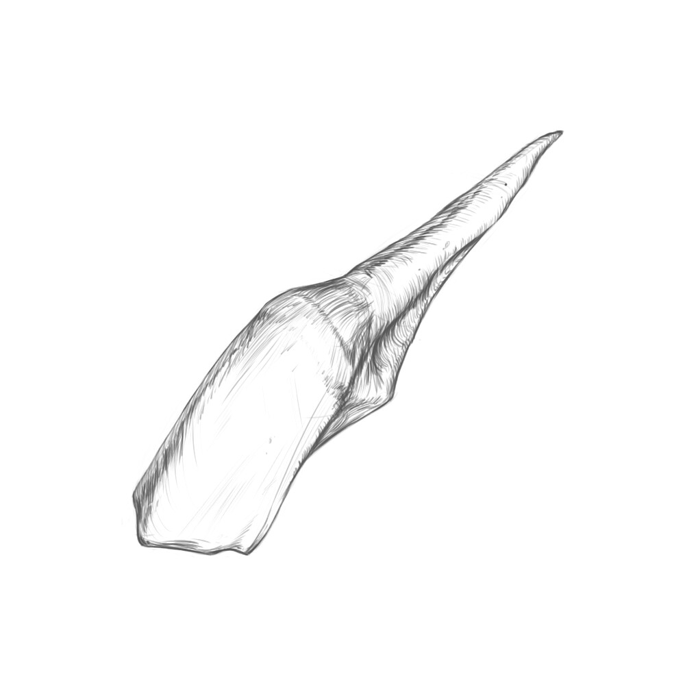 ArtStation - Dens caninus Sketch and Time-lapse video.