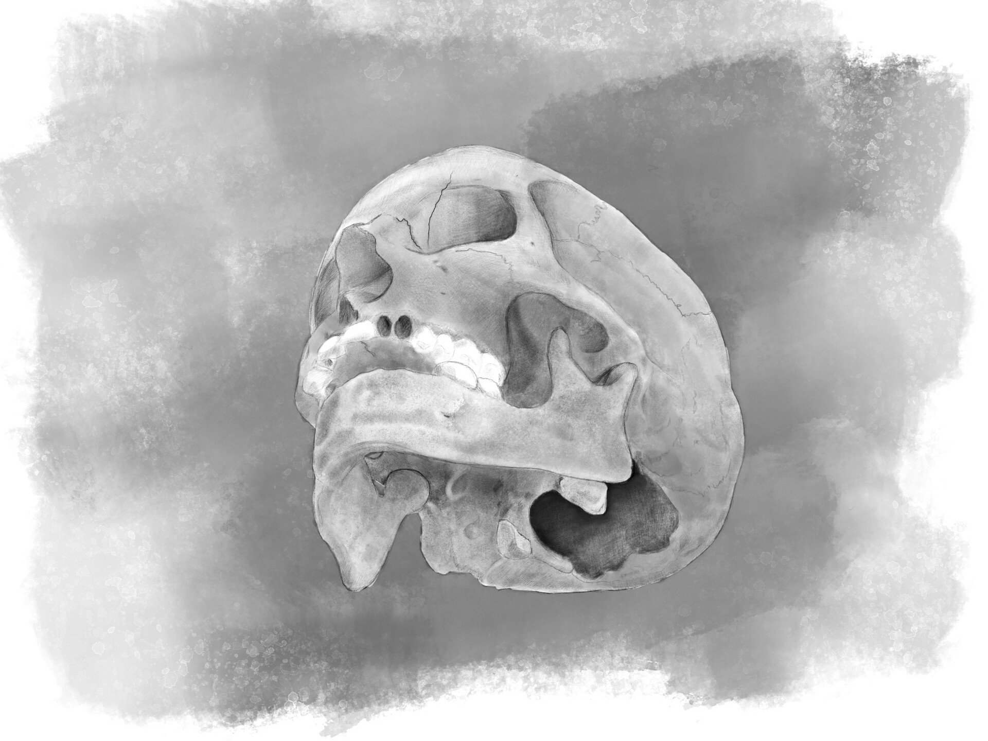 Mikhail Andreev - skull