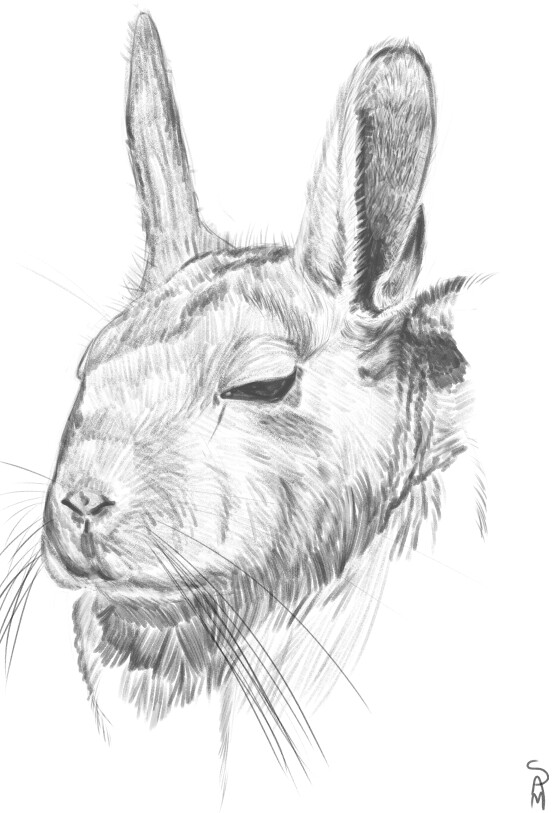 ArtStation - Viscacha