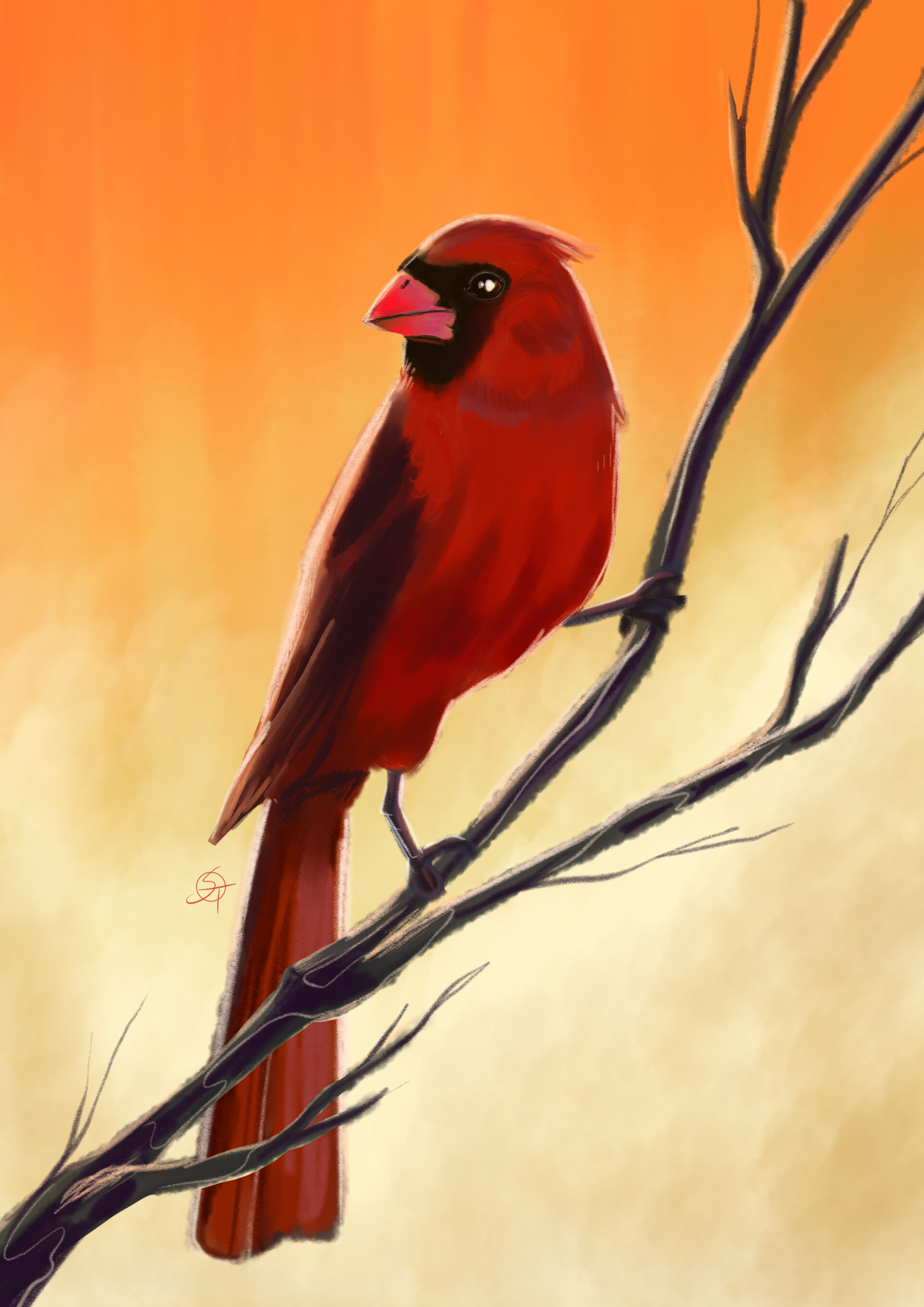 ArtStation - Cardinal Study