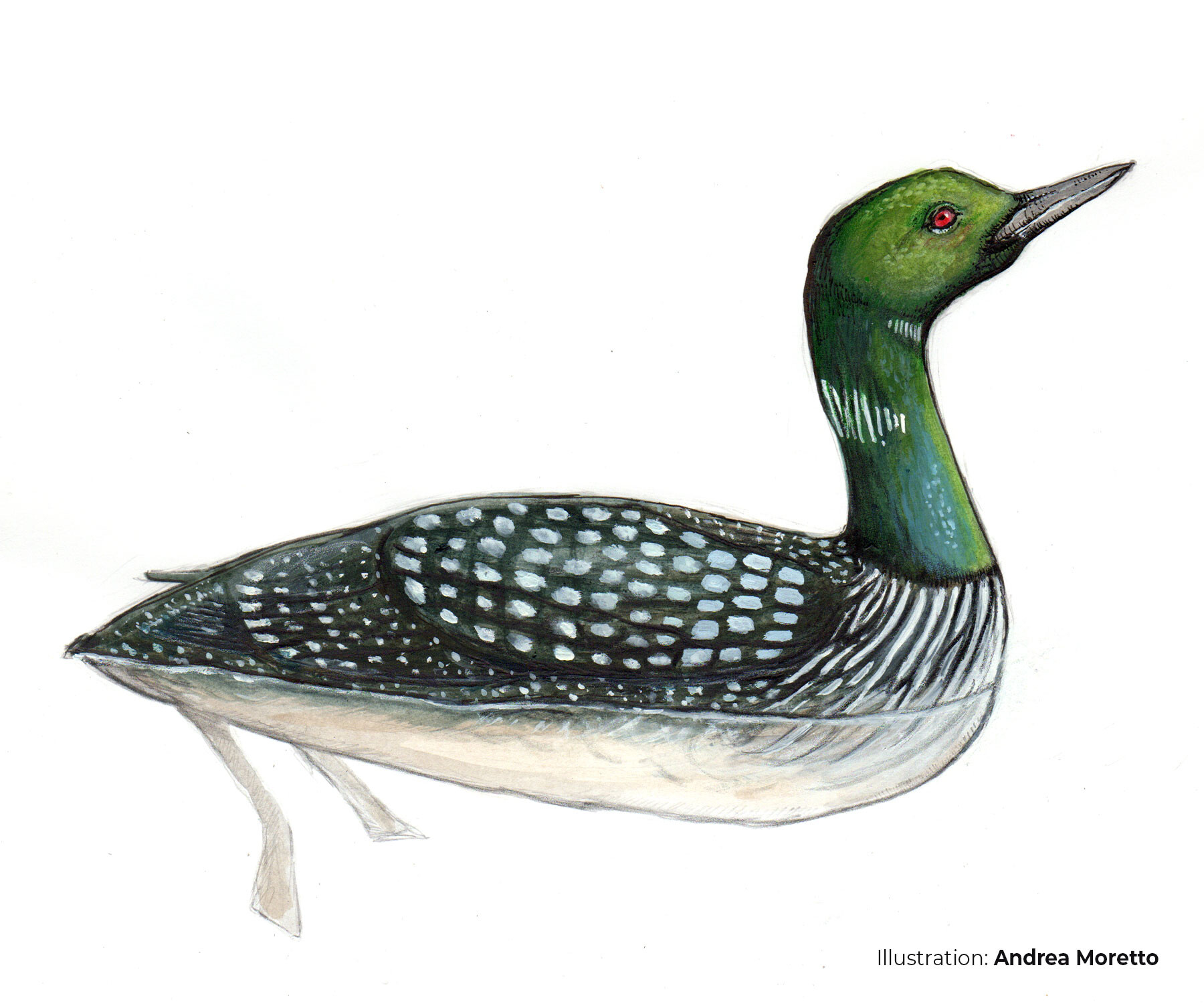 ArtStation - Folaga ( Fulica)