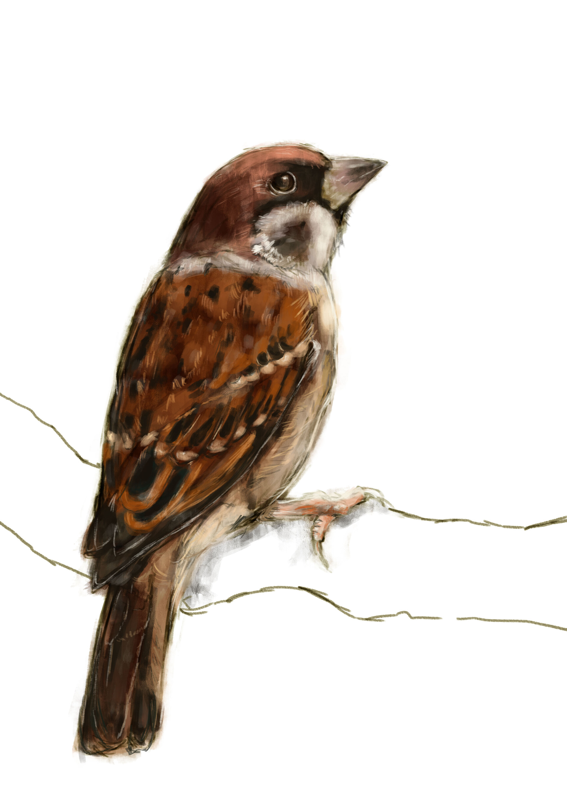 ArtStation - Passer Domesticus