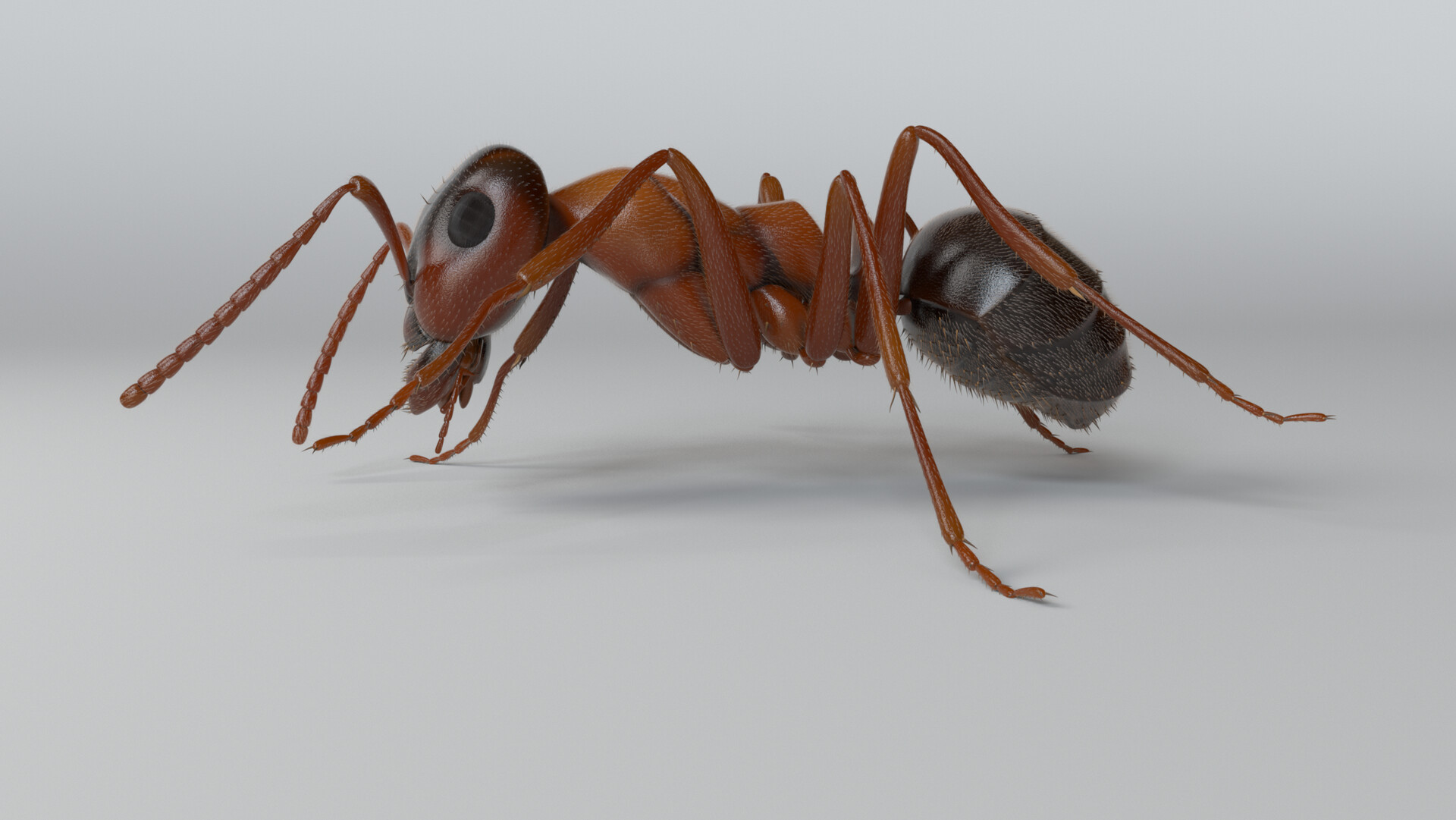 ArtStation - Ant