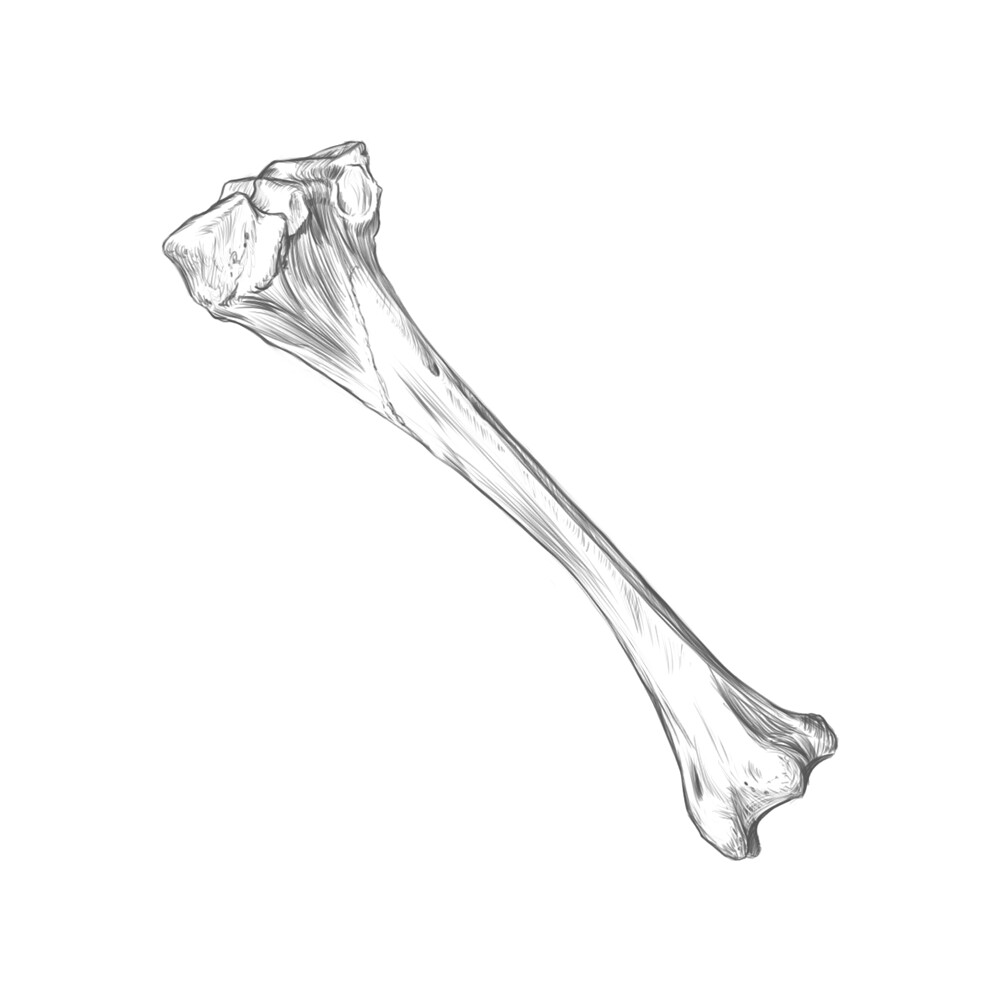 ArtStation - Tibia Sketch, Time-lapse video.