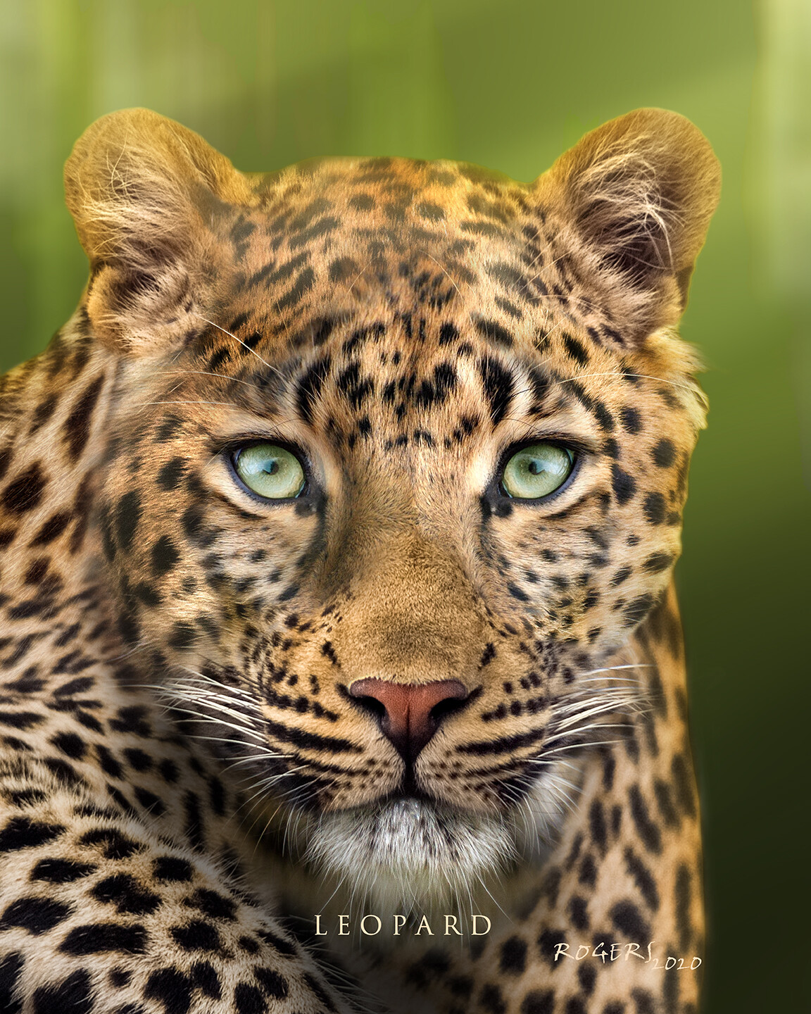 ArtStation - Leopard