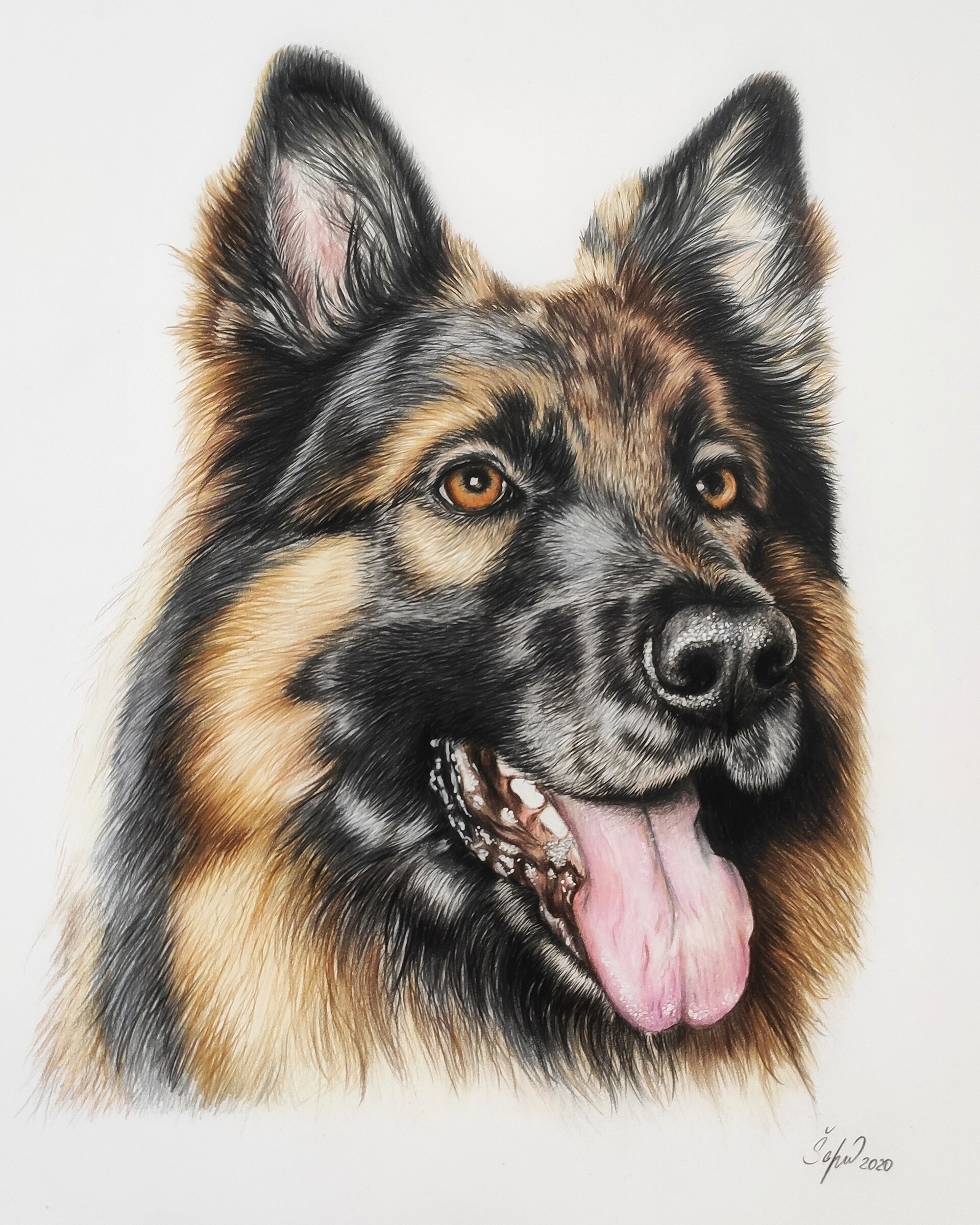 German Shepherd Pencil Drawing