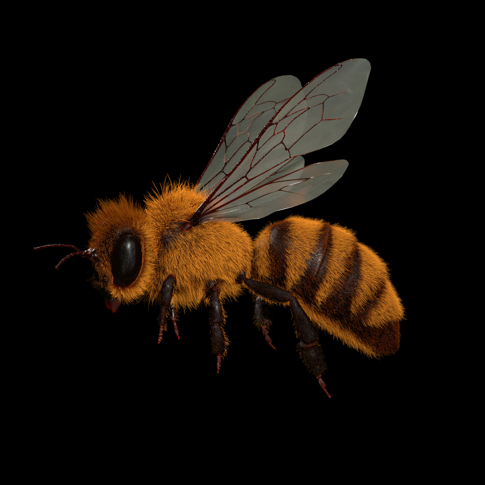 Ollie Grant - Honey Bee - CG Creature