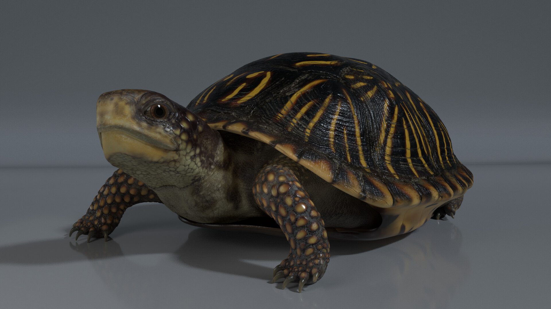 ArtStation - Eastern Box Turtle