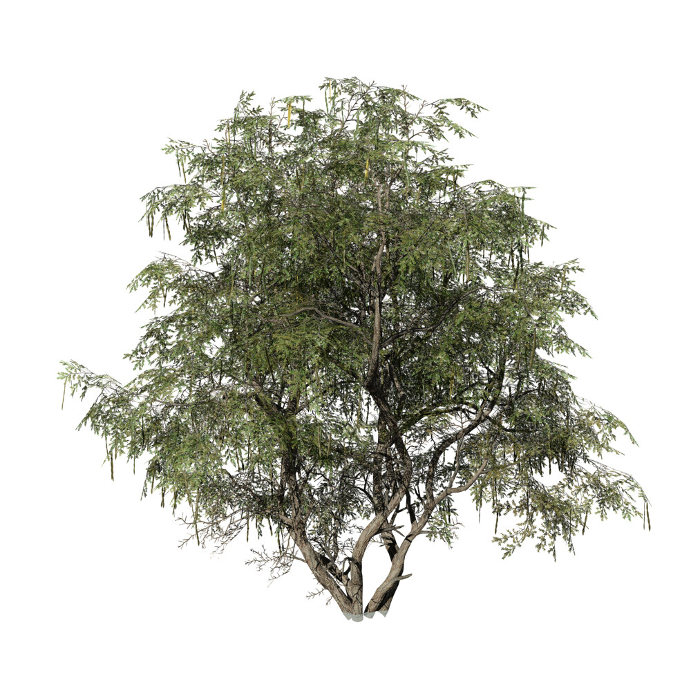 ArtStation - Honey Mesquite GAMES