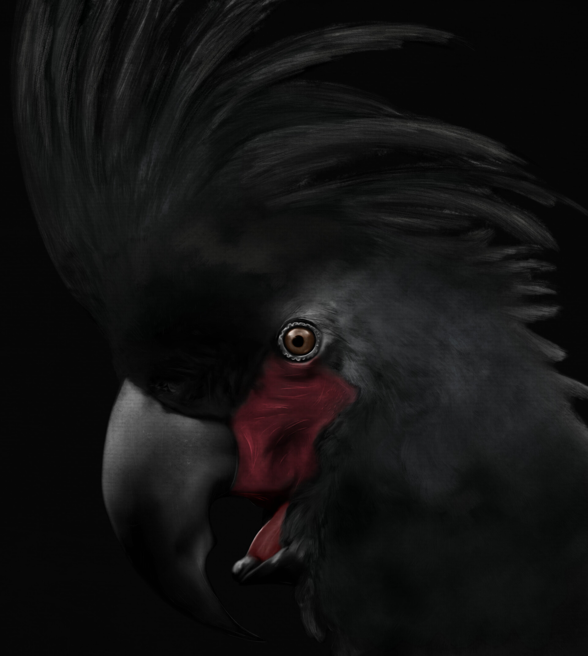 Black Palm Cockatoo