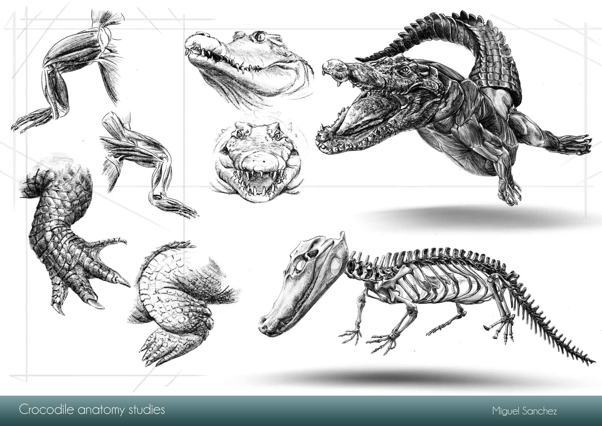 Crocodile Muscle Diagram