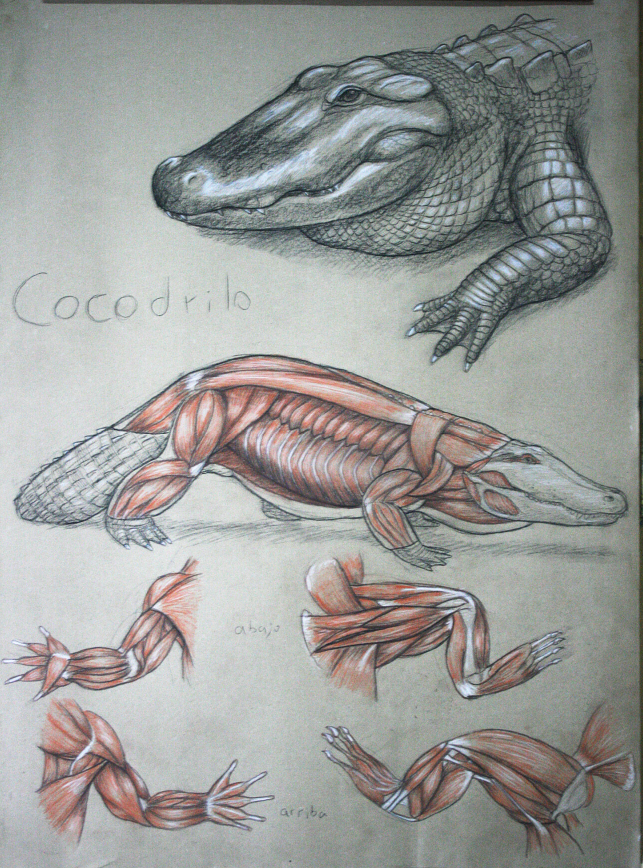 ArtStation - Crocodile