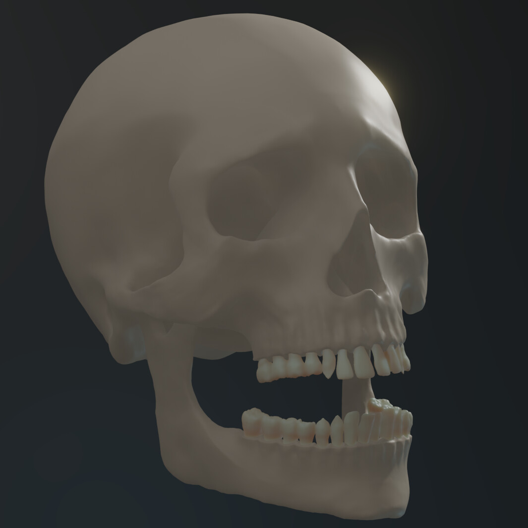 ArtStation - Skull skulpt study Q1 2019