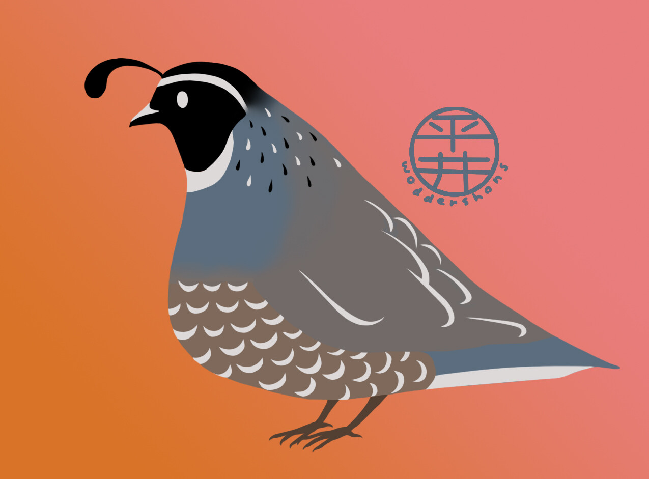 ArtStation - Quail
