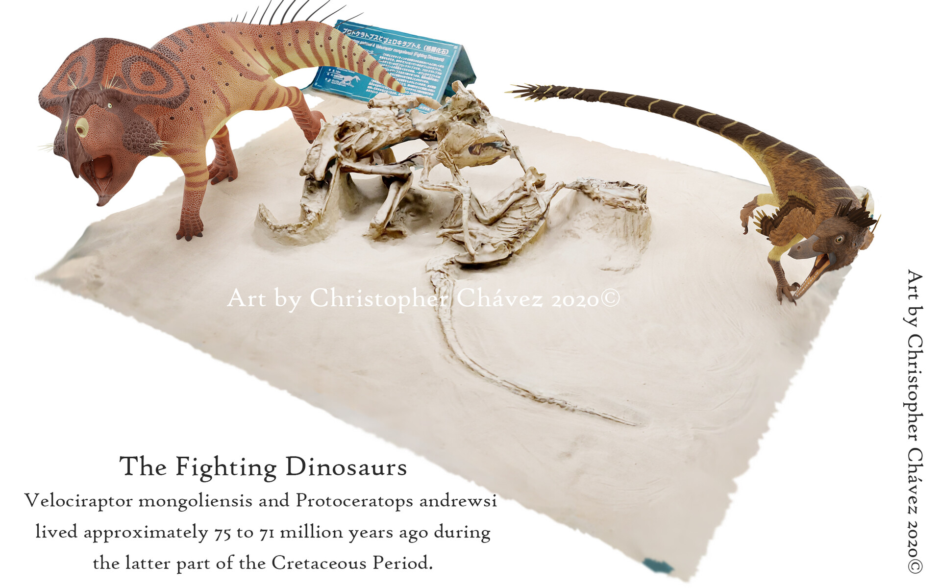 protoceratops and velociraptor fighting fossil