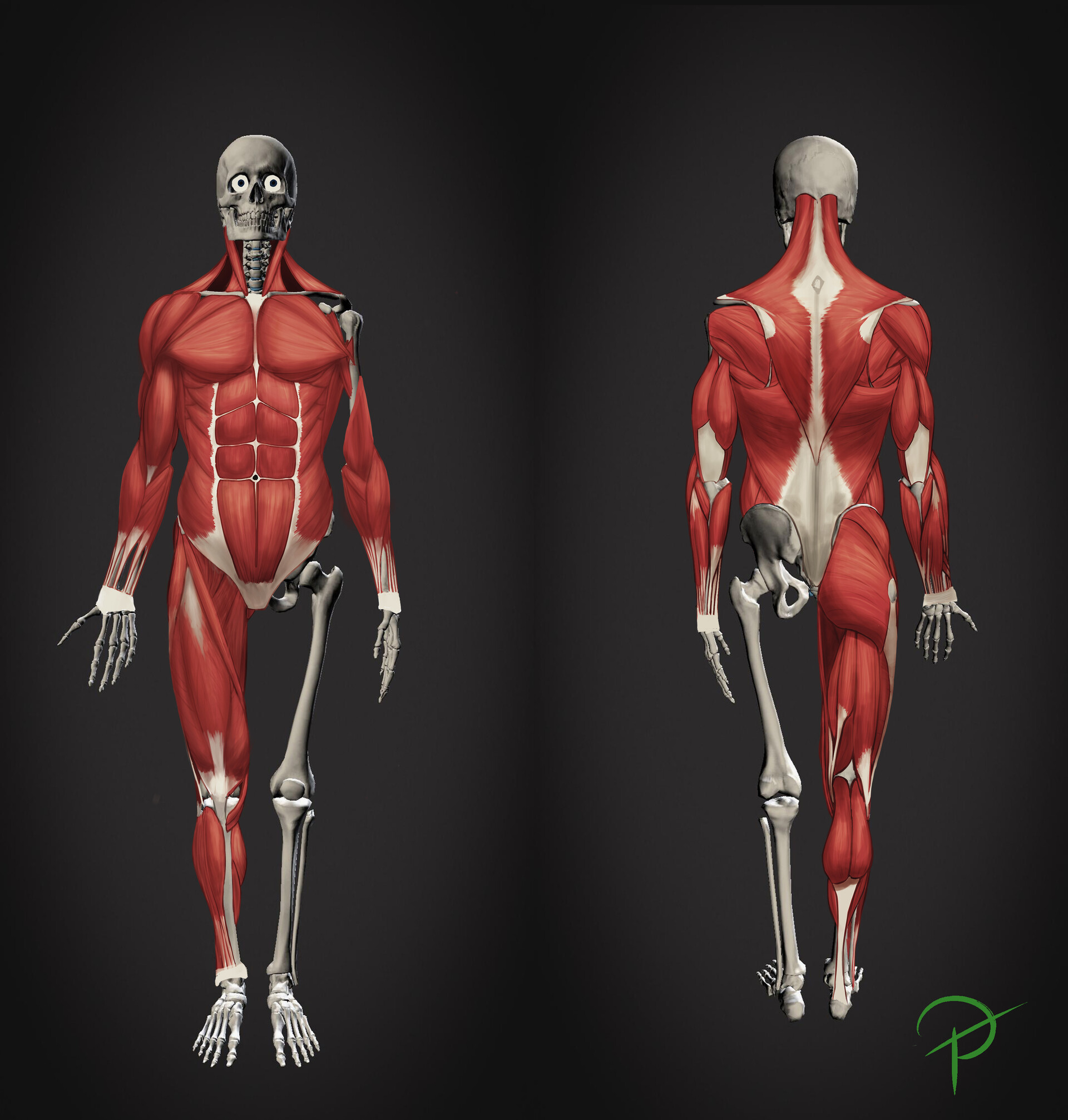 ArtStation - Anatomy Study 1