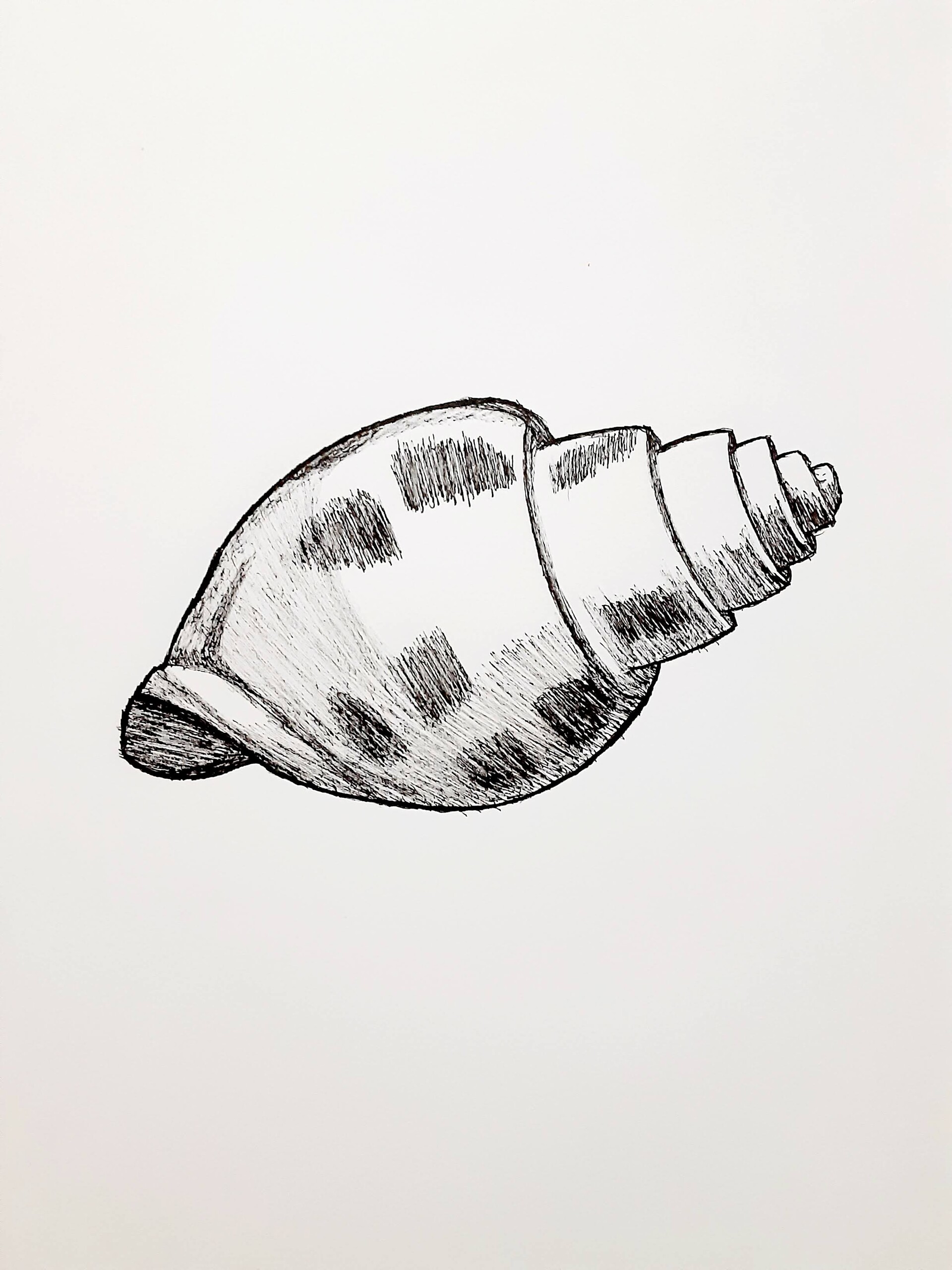 ArtStation - "A Small Seashell"