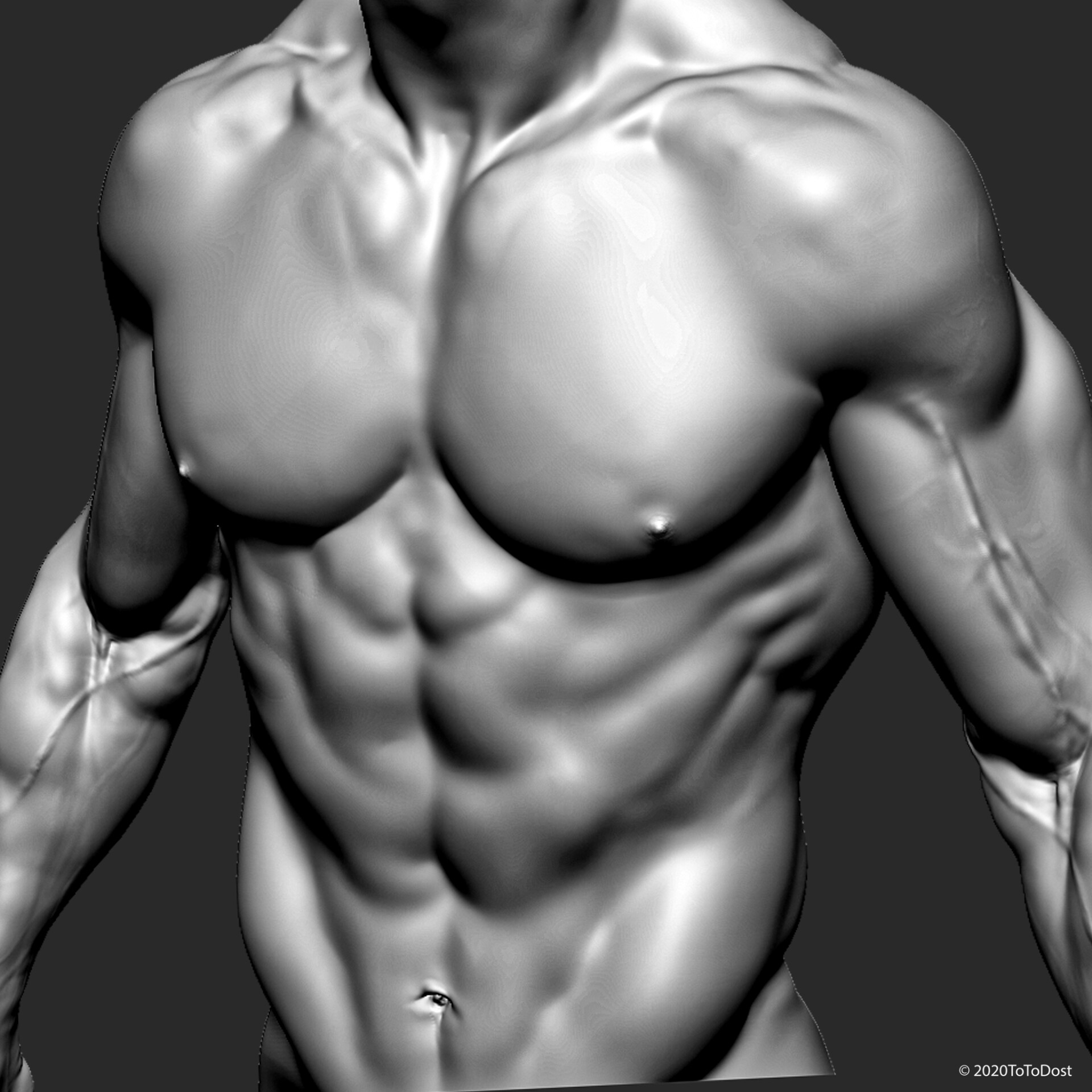 ArtStation - Study | Torso