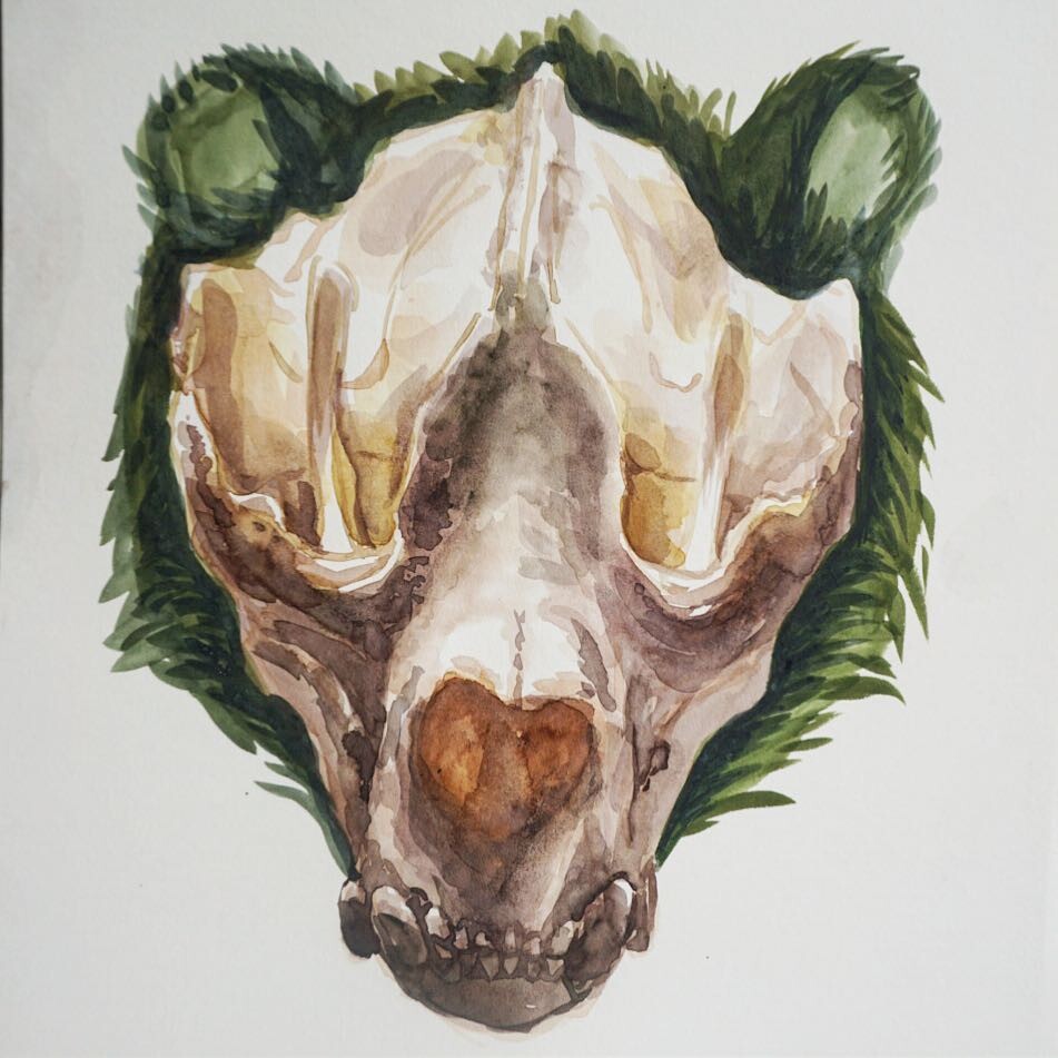 how to draw a bear skull