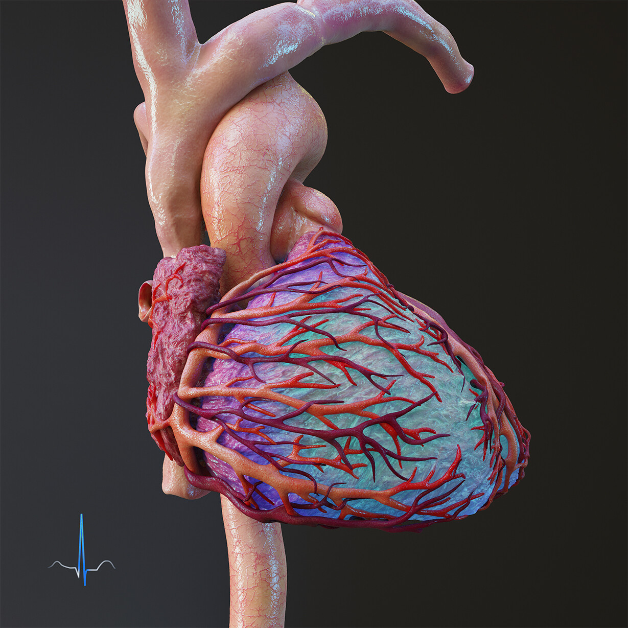 Bogdan Leahu - Heart's electrical activity